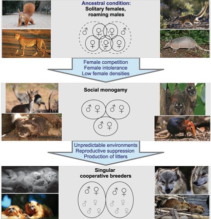 WHY ANIMALS LINK UP | Simanaitis Says