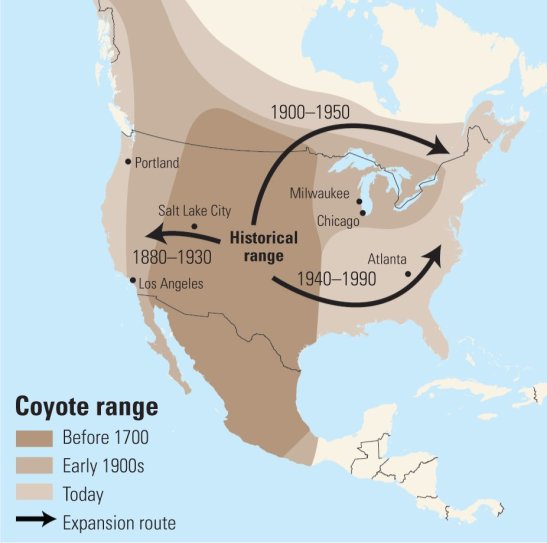 A COYOTE TALE | Simanaitis Says