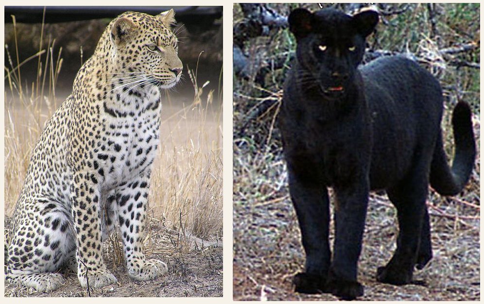 MYSTERIOUS MALAY MAMMAL SHOWS ITS SPOTS | Simanaitis Says