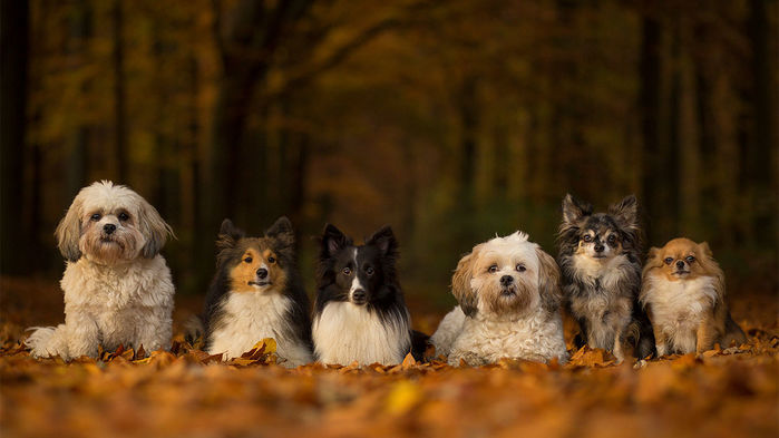 A CANINE FAMILY CIRCLE | Simanaitis Says
