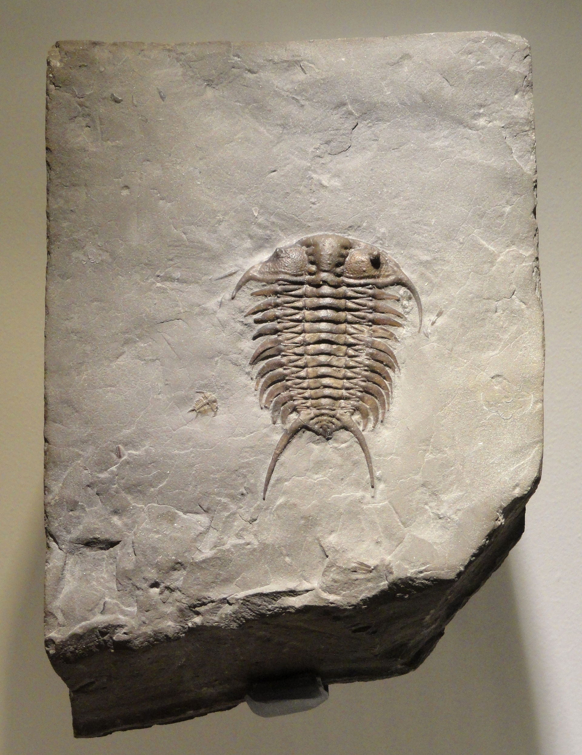 WHAT’S YOUR STATE’S OFFICIAL FOSSIL? | Simanaitis Says