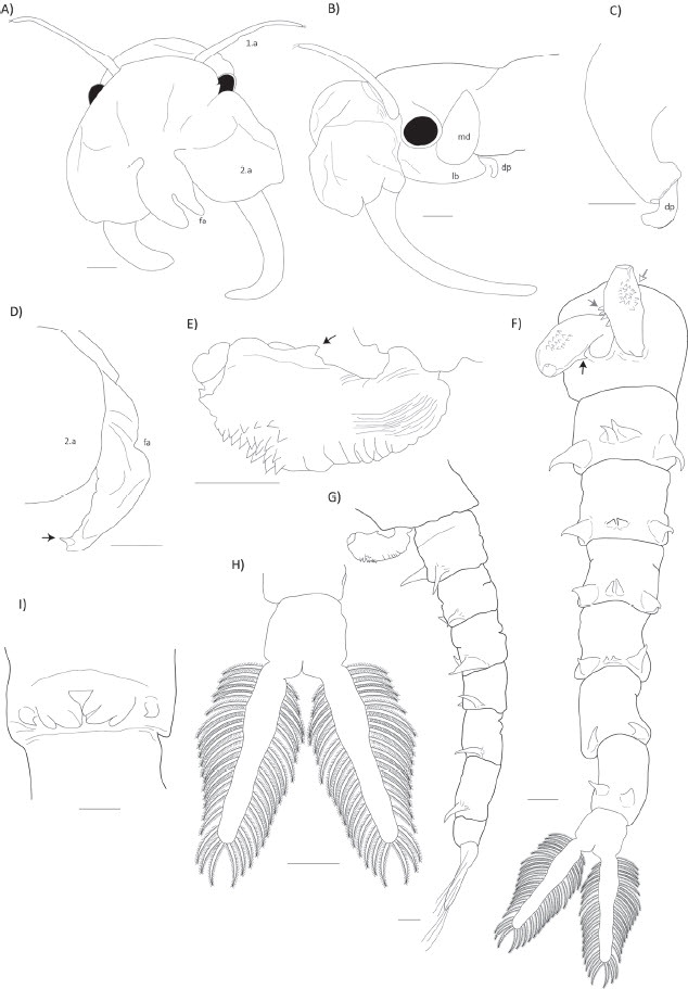 DESERT-DWELLING FAIRY SHRIMP | Simanaitis Says