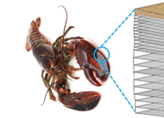 BUILT LIKE A LOBSTER SHELL | Simanaitis Says