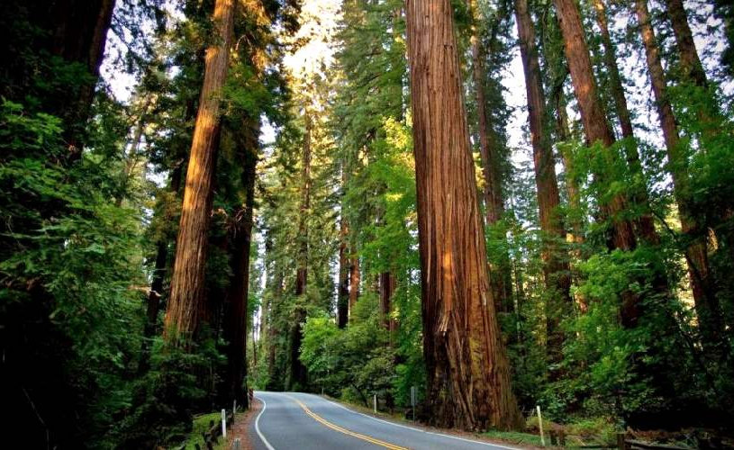 INNES’S CALIFORNIA PART 1 | Simanaitis Says