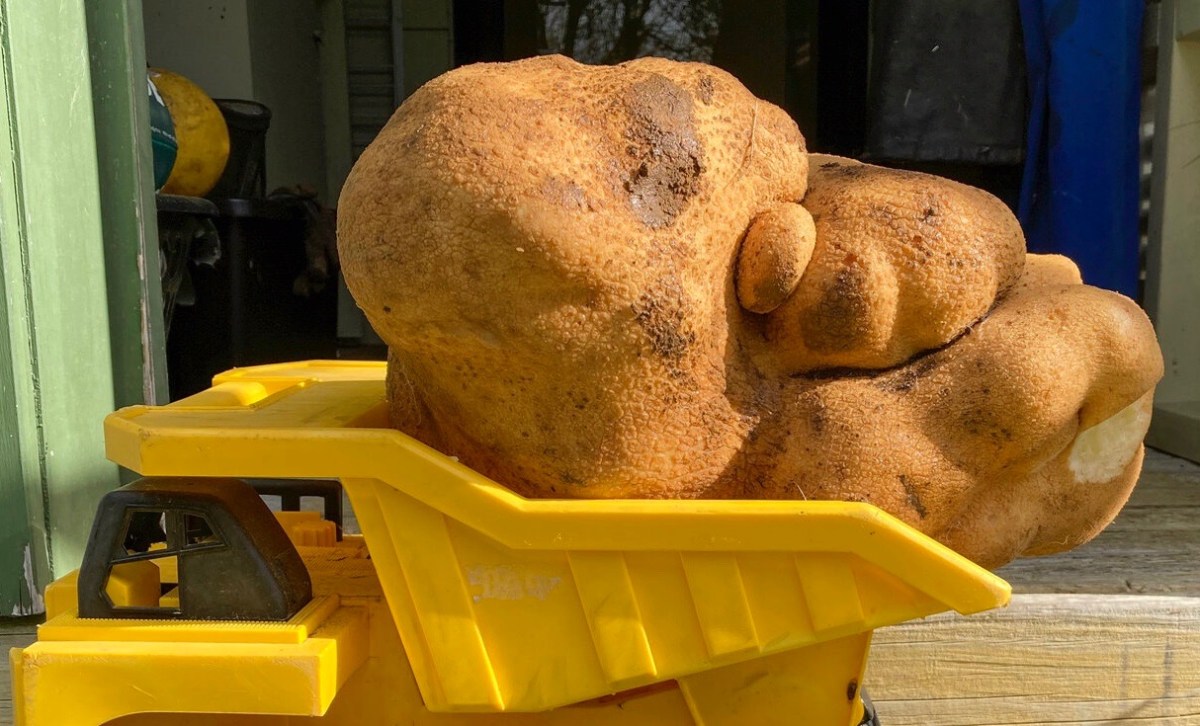 A POTATO NAMED DOUG | Simanaitis Says