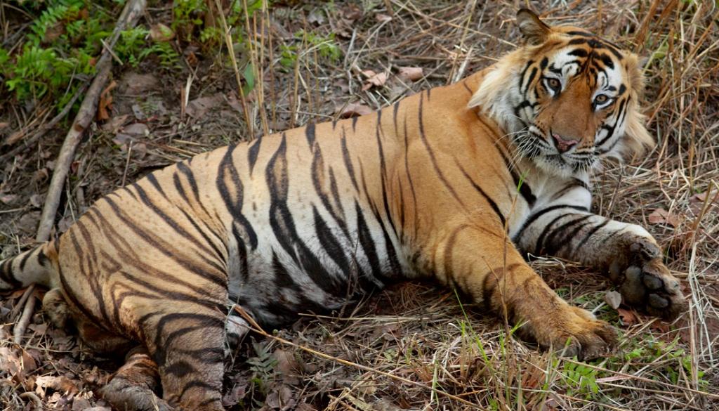 TIGER, TYGER, AND TIGGER | Simanaitis Says