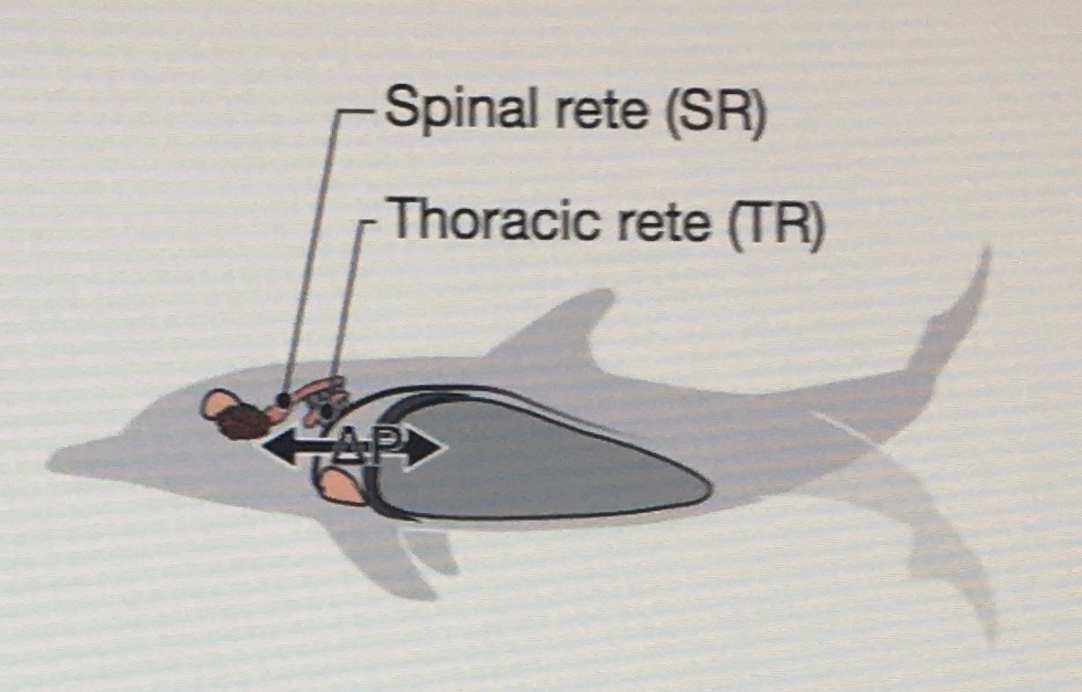 THE WHALE’S WONDERFUL NET | Simanaitis Says