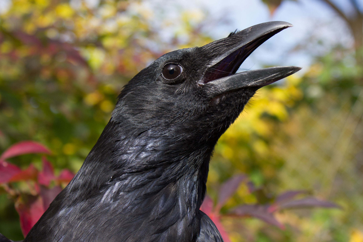 CROWS COUNT | Simanaitis Says